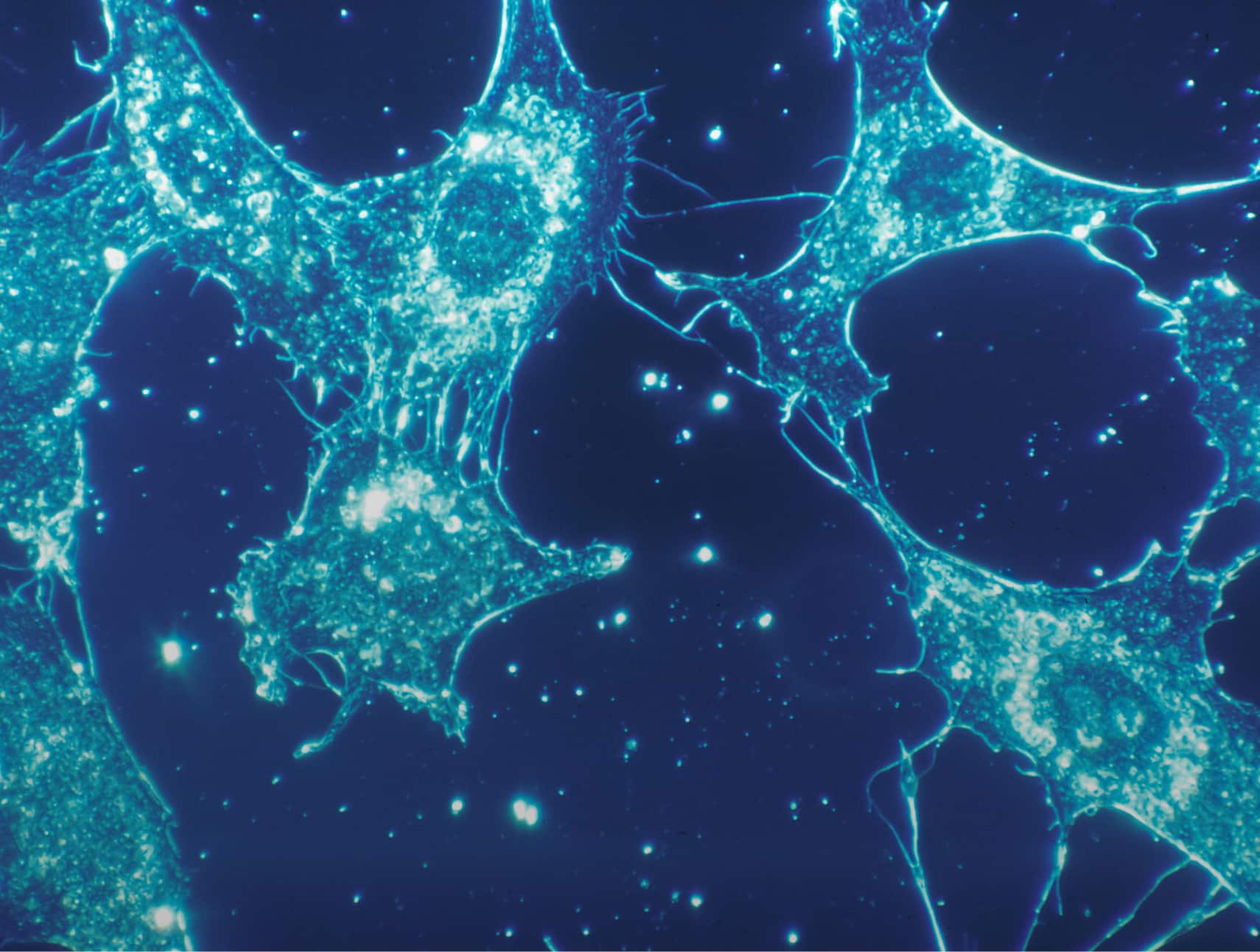 The Tebula Project - Tebula Project